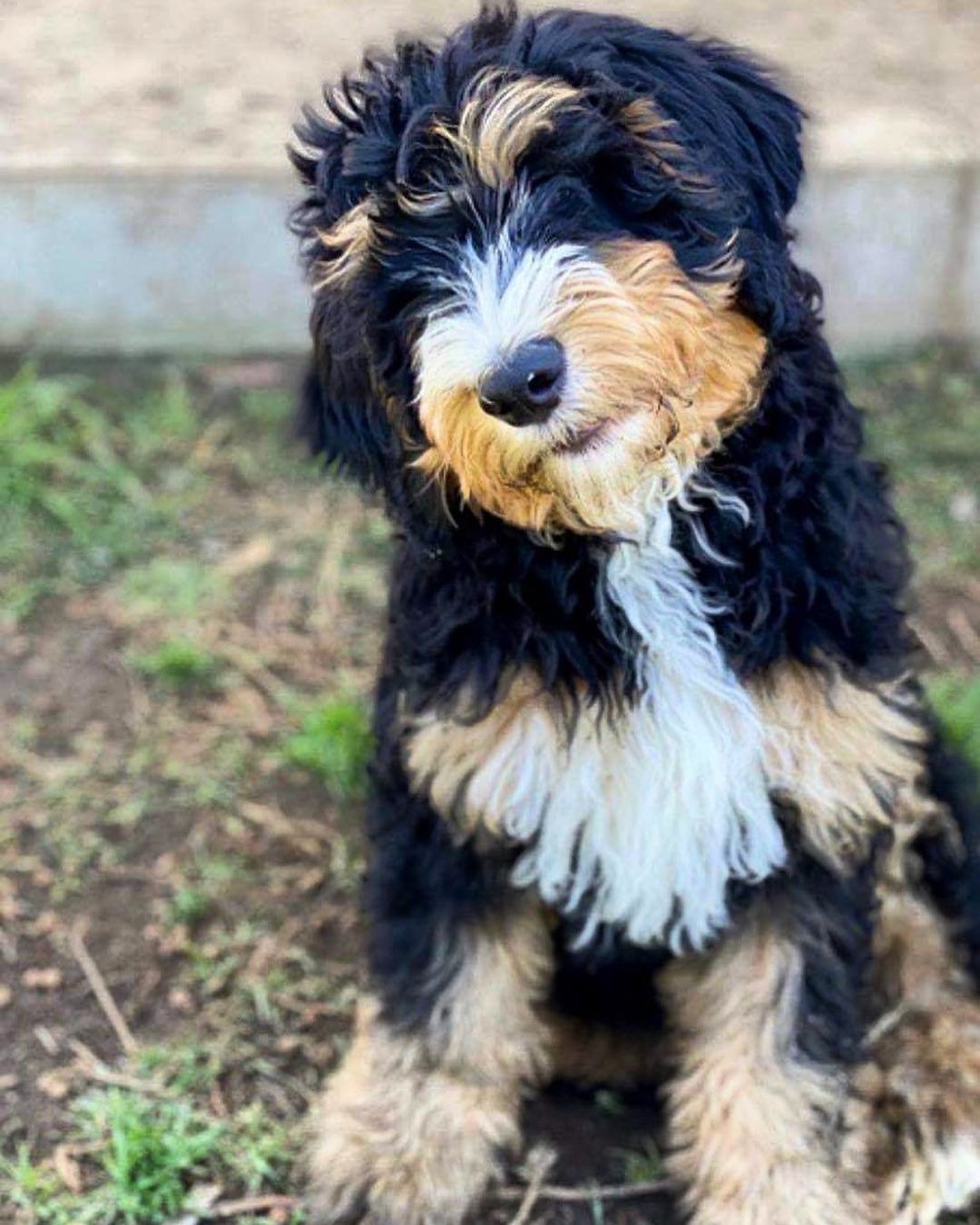 The Doodle - The Doodle Community CO-OP