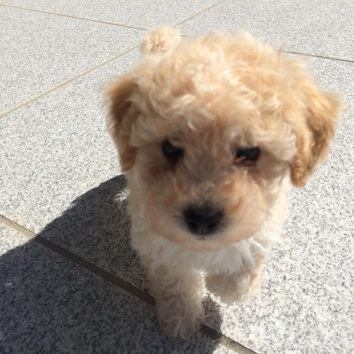 Ruby Express - The Doodle