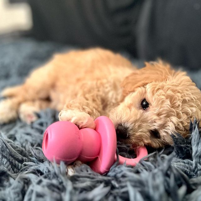 Ruby Express – The Doodle CO-OP