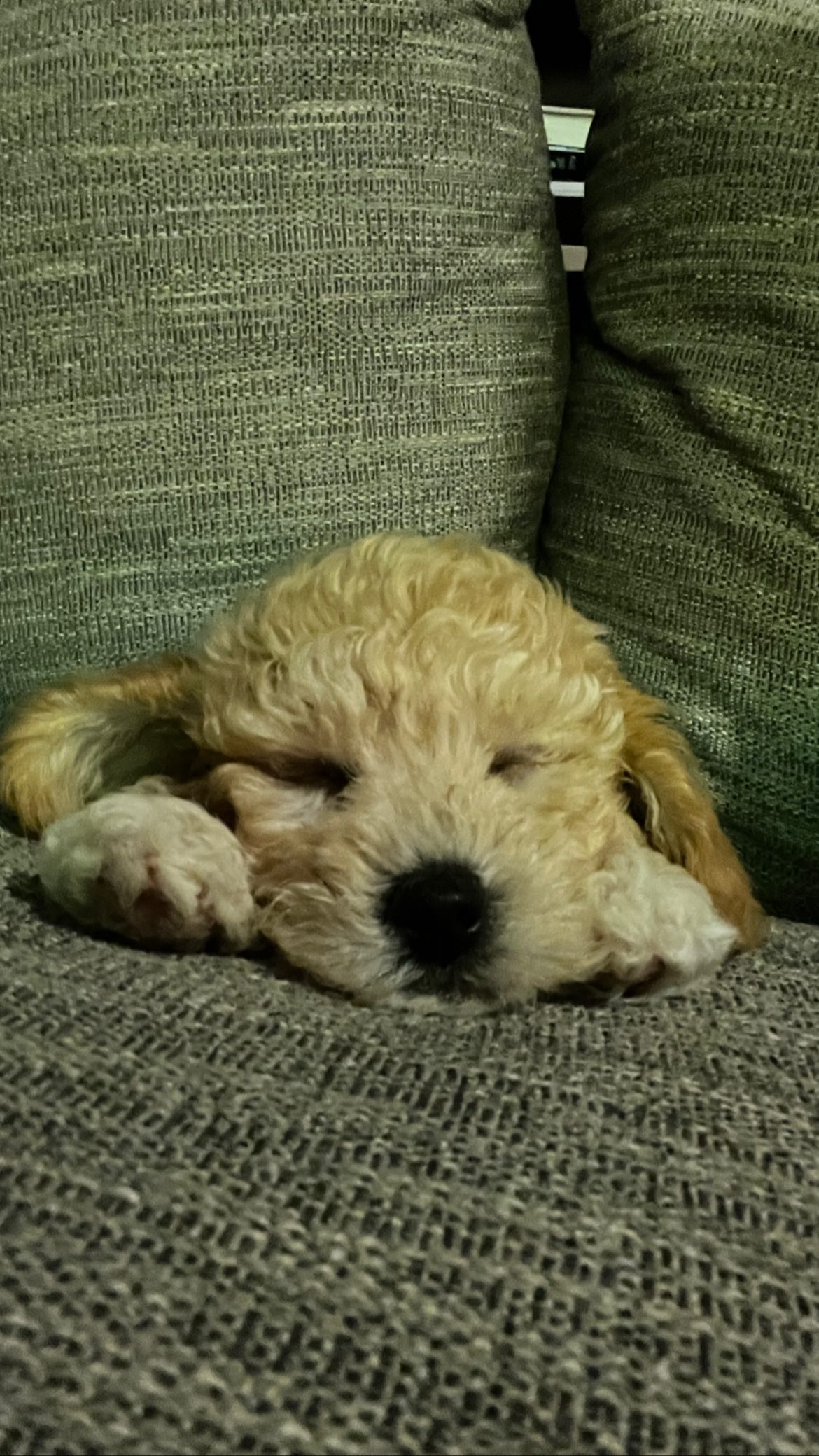 Ruby Express – The Doodle CO-OP